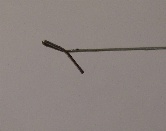 Palatine Models 4mm Products